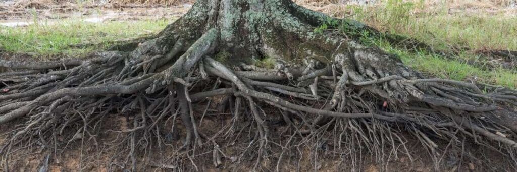 Tree Root Barriers: Protecting Foundations in Root-Prone Areas - Underpin